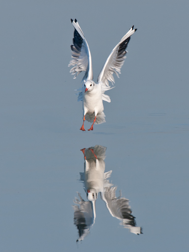 Back-headed Gull | DPReview Forums