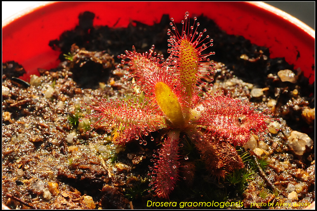 Avery's Tropical Drosera Collection ( Updated 5.12.2010 ) - Carnivorous ...