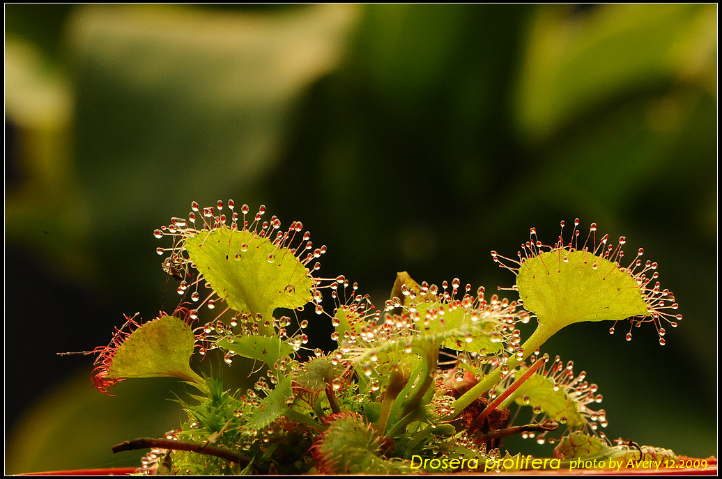 Avery's Tropical Drosera Collection ( Updated 5.12.2010 ) - Carnivorous ...