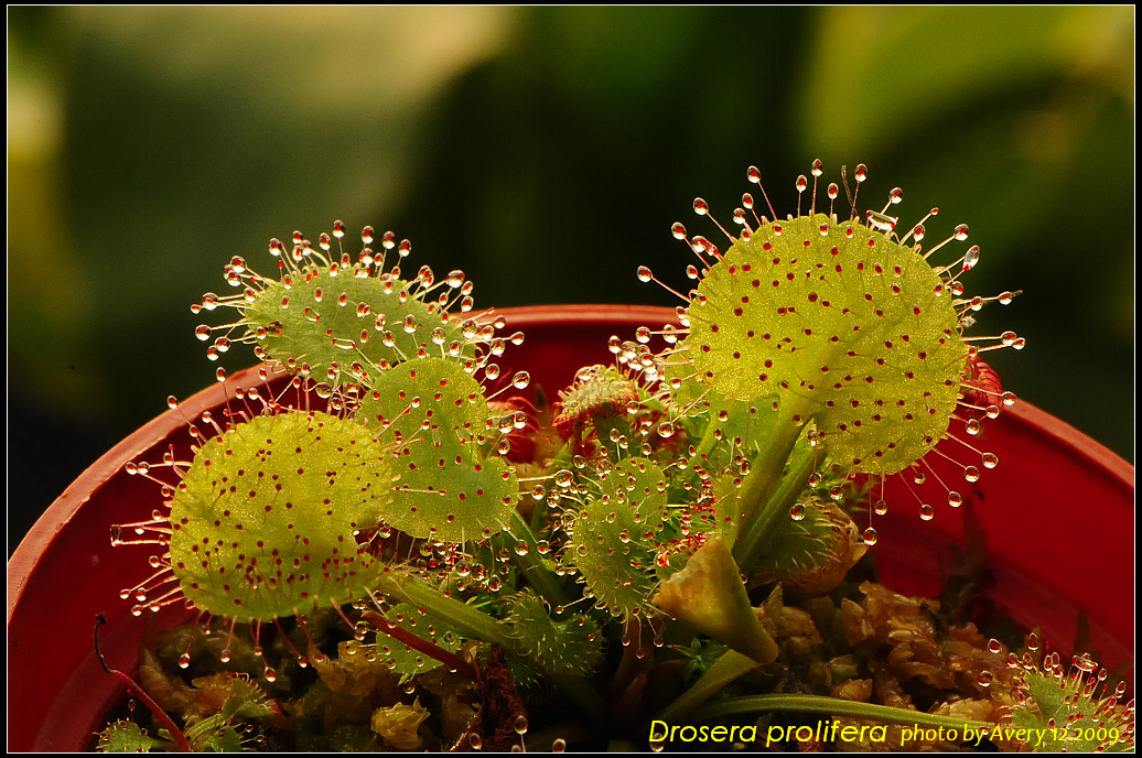 Avery's Tropical Drosera Collection ( Updated 5.12.2010 ) - Carnivorous ...