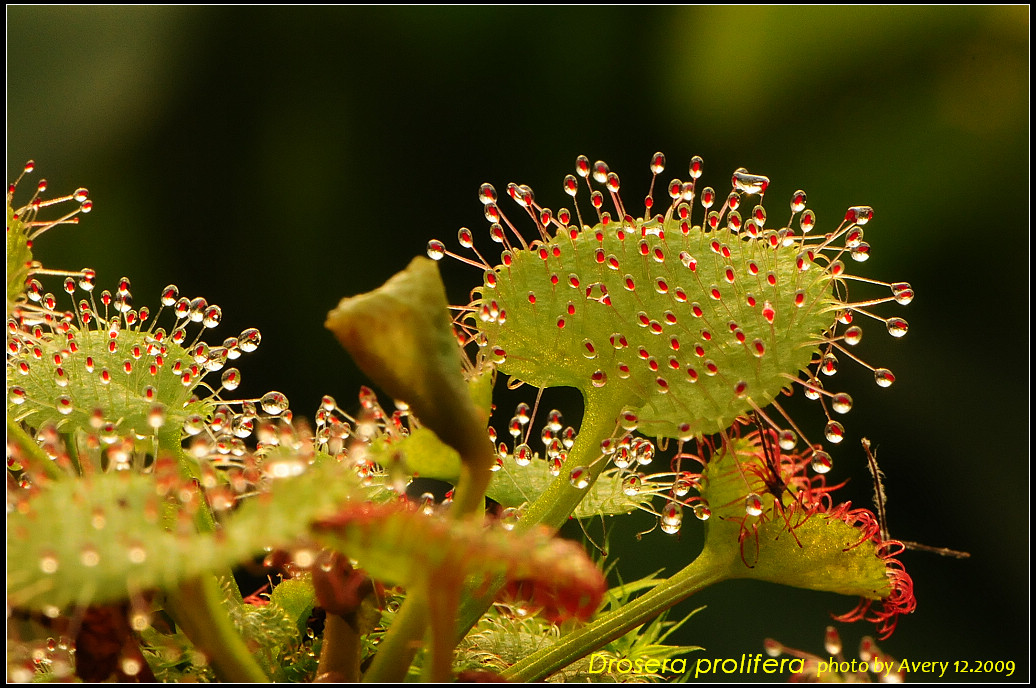 Avery's Tropical Drosera Collection ( Updated 5.12.2010 ) - Carnivorous ...