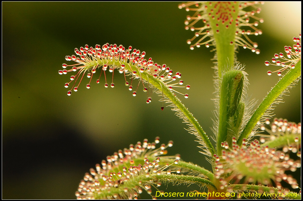 Avery's Tropical Drosera Collection ( Updated 5.12.2010 ) - Carnivorous ...