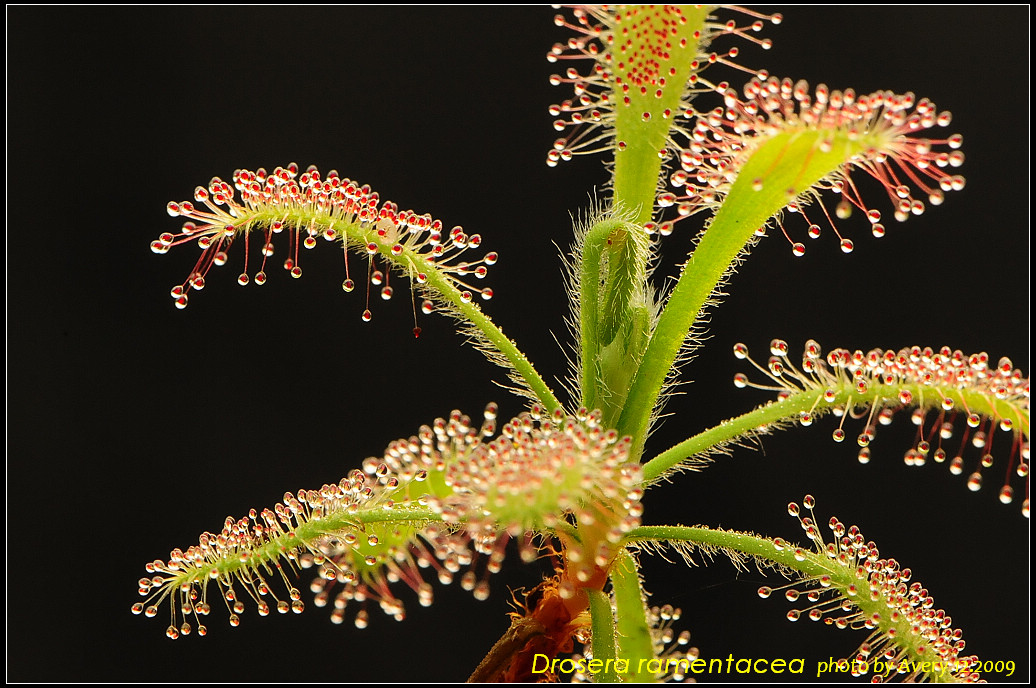 Avery's Tropical Drosera Collection ( Updated 5.12.2010 ) - Carnivorous ...