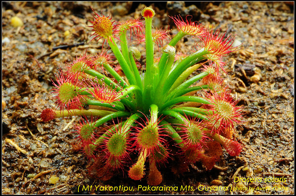 Drosera solaris - Alchetron, The Free Social Encyclopedia