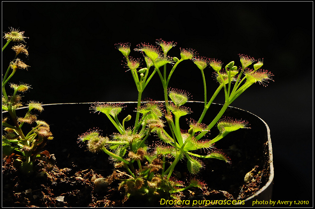 Drosera purpurascens - Alchetron, The Free Social Encyclopedia
