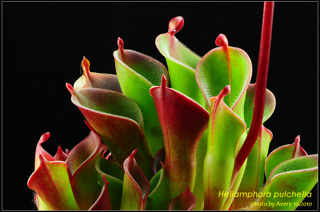 Avery's Heliamphora Collection ( Updated on 6.11.2010 ) - Carnivorous ...