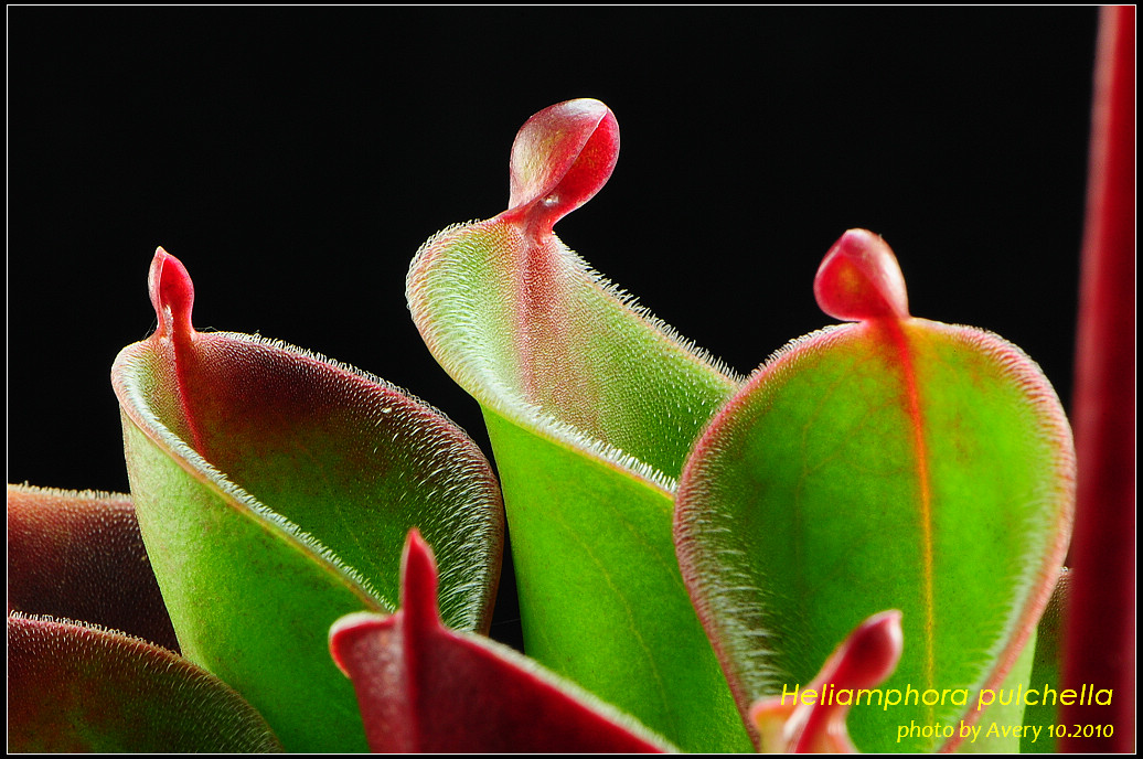 Avery's Heliamphora Collection ( Updated on 6.11.2010 ) - Carnivorous ...
