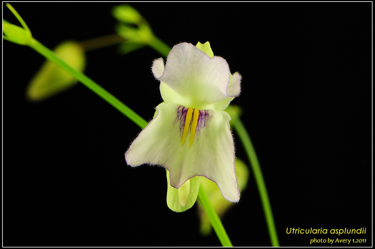 Avery's Utricularia Collection ( Updated 17.2.2011 ) - Page 2 ...