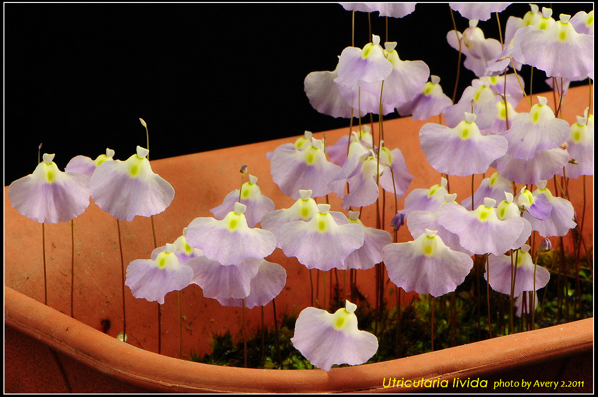 Avery's Utricularia Collection ( Updated 17.2.2011 ) - Page 3 ...