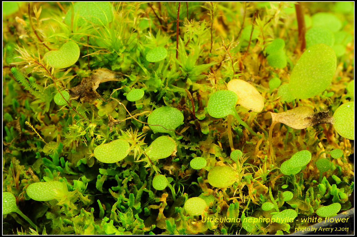 Avery's Utricularia Collection ( Updated 17.2.2011 ) - Page 2 ...