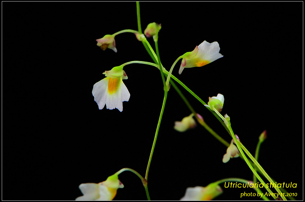 Avery's Utricularia Collection ( Updated 17.2.2011 ) - Page 2 ...