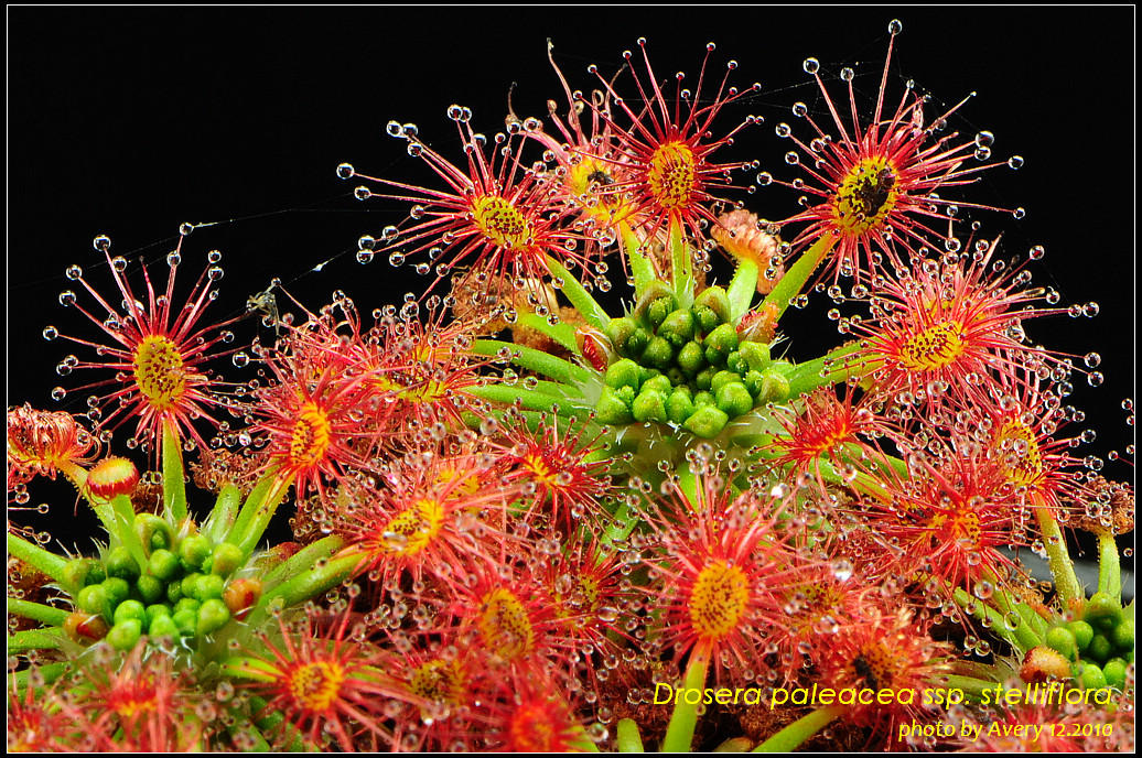 Avery's Pygmy Drosera Collection ( Update 5.12.2010 ) - Page 2 ...